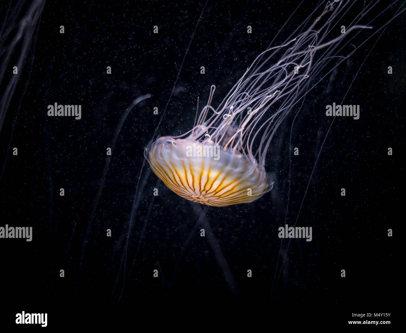 A pacific sea nettle (Chrysaora fuscescens) in an aquarium in Austria ...