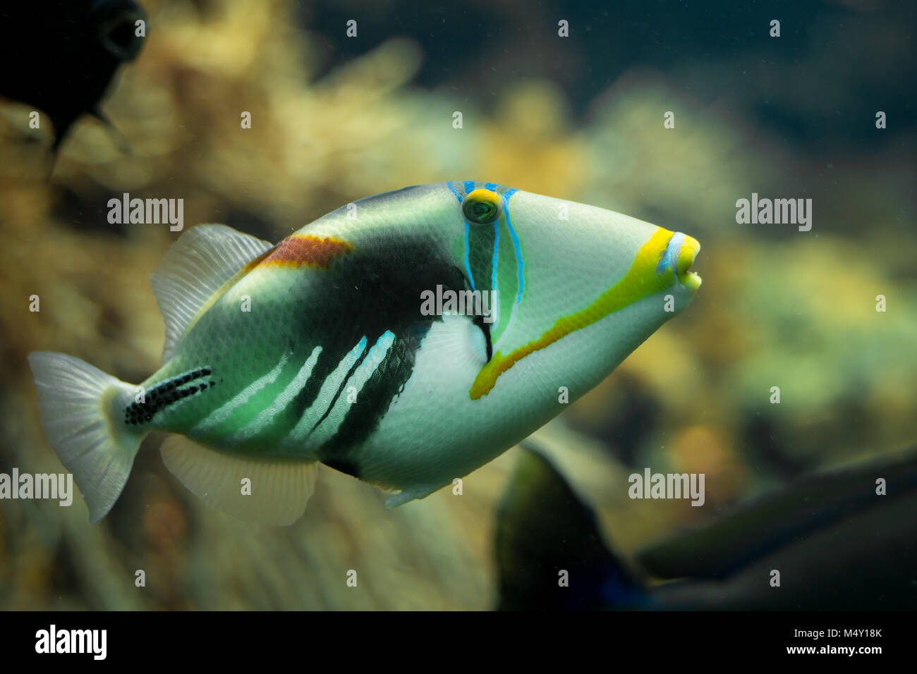 A beautiful colored Picasso triggerfish (Rhinecanthus aculeatus) in a ...