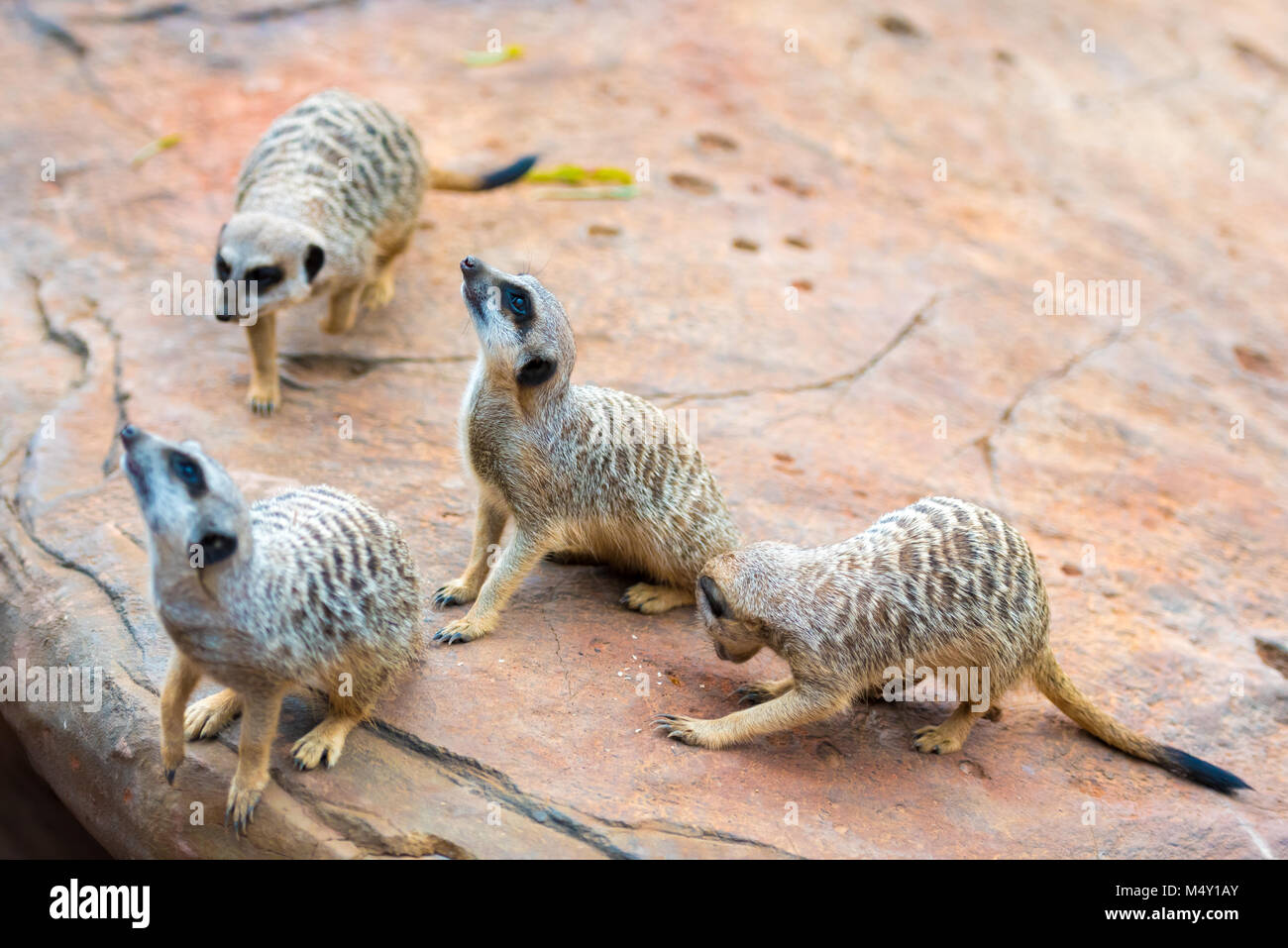 Clan of Meerkats Suricata suricatta, African native animals, small ...