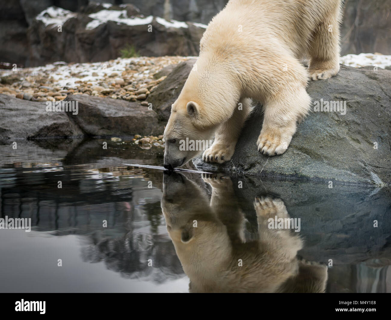 Bear drinking water hi-res stock photography and images - Alamy