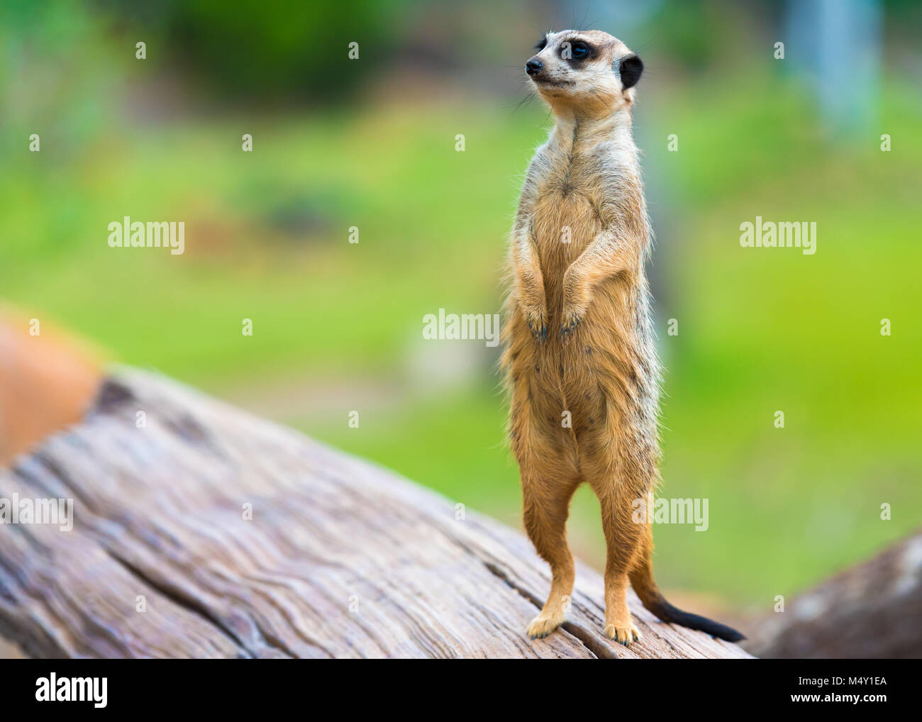 Portrait of Meerkat Suricata suricatta, African native animal, small ...