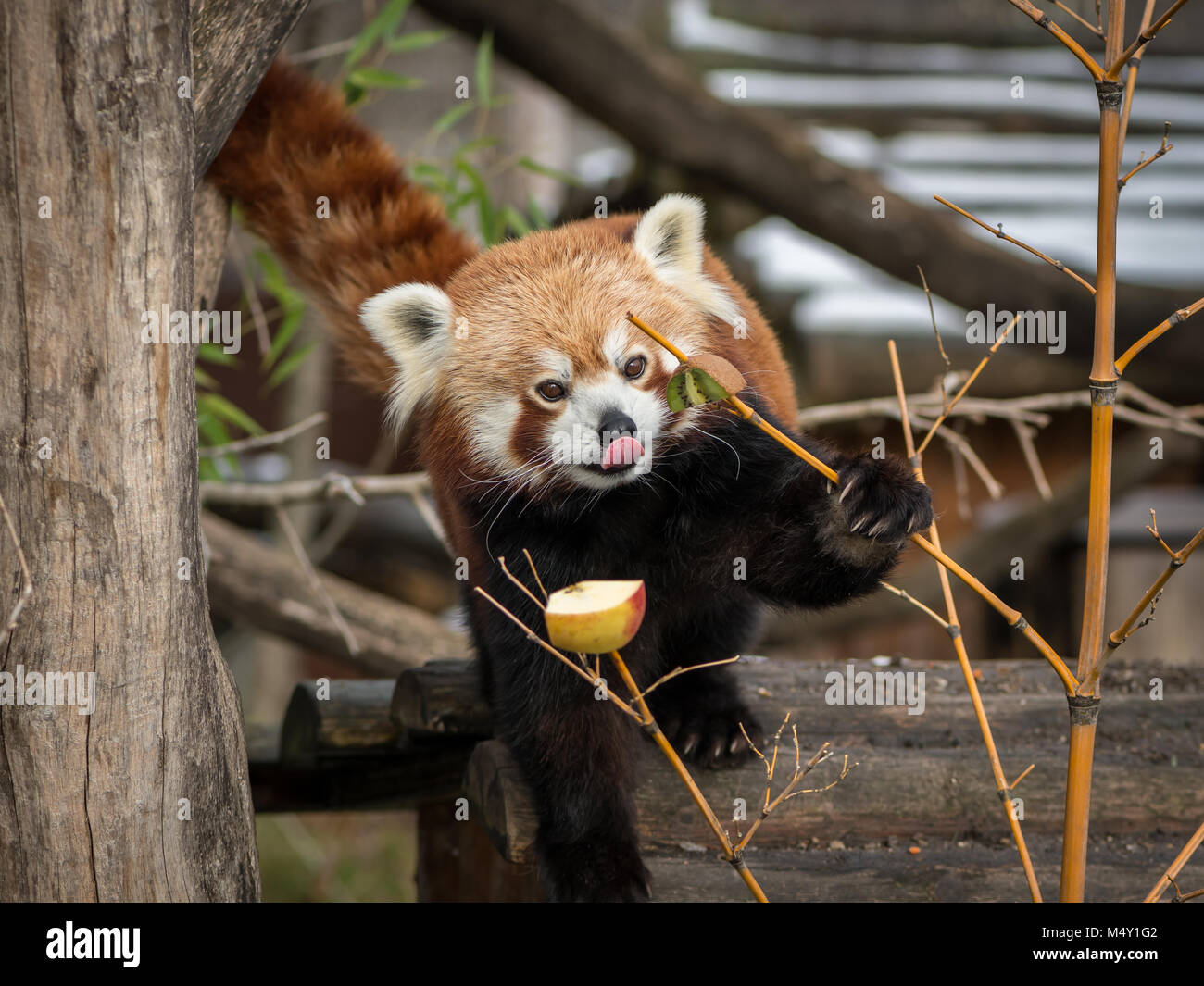A red panda (Ailurus fulgens) sitting on a tree and eating fruits Stock ...