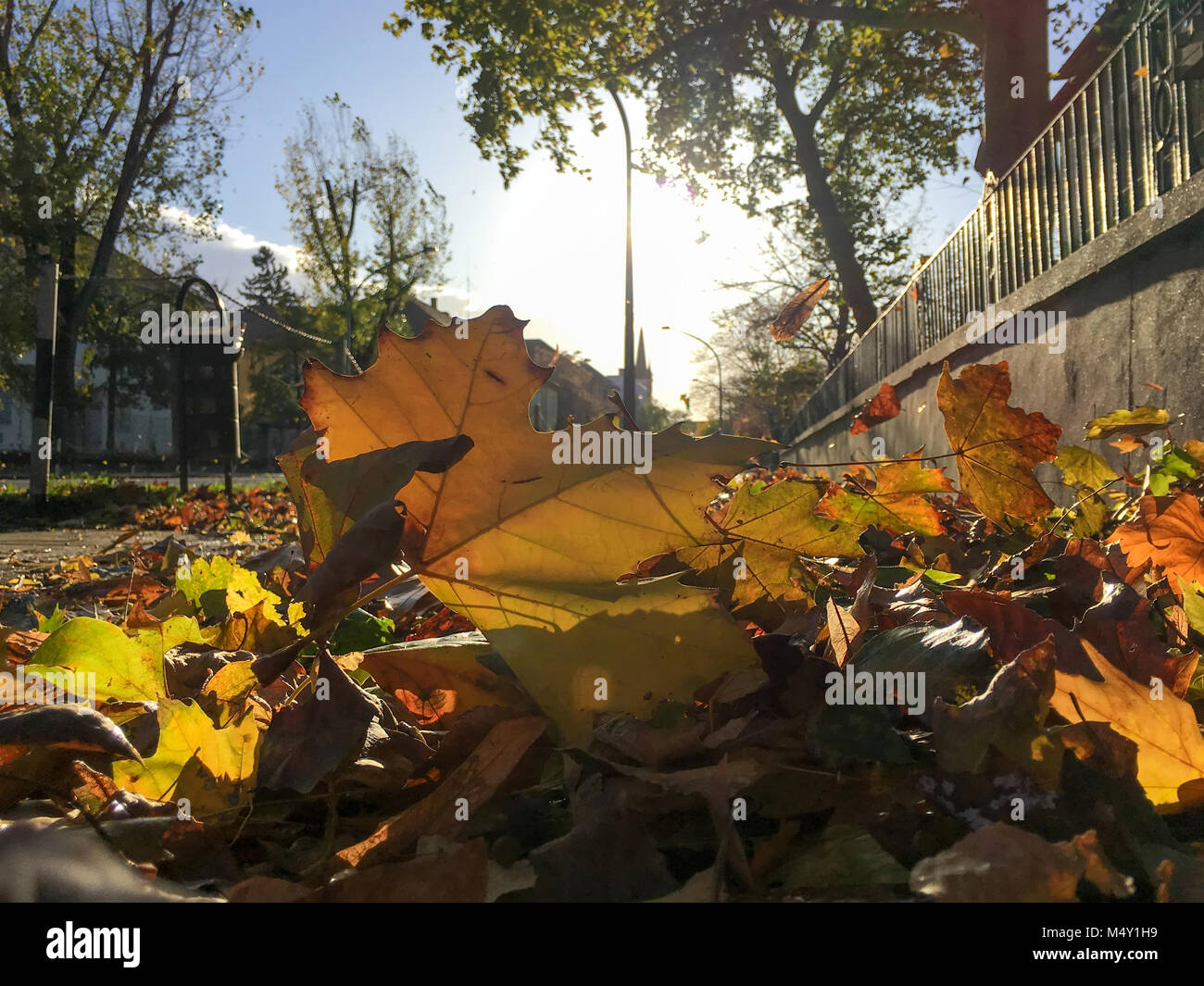 Autumn leaves on the sidewalk of the street in sunny October weather ...