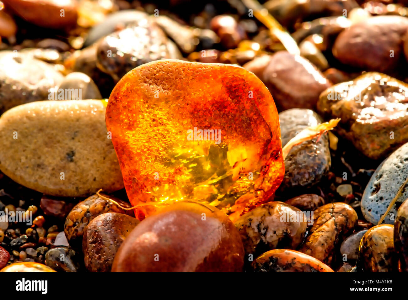 Amber on a beach of the Baltic Sea Stock Photo - Alamy