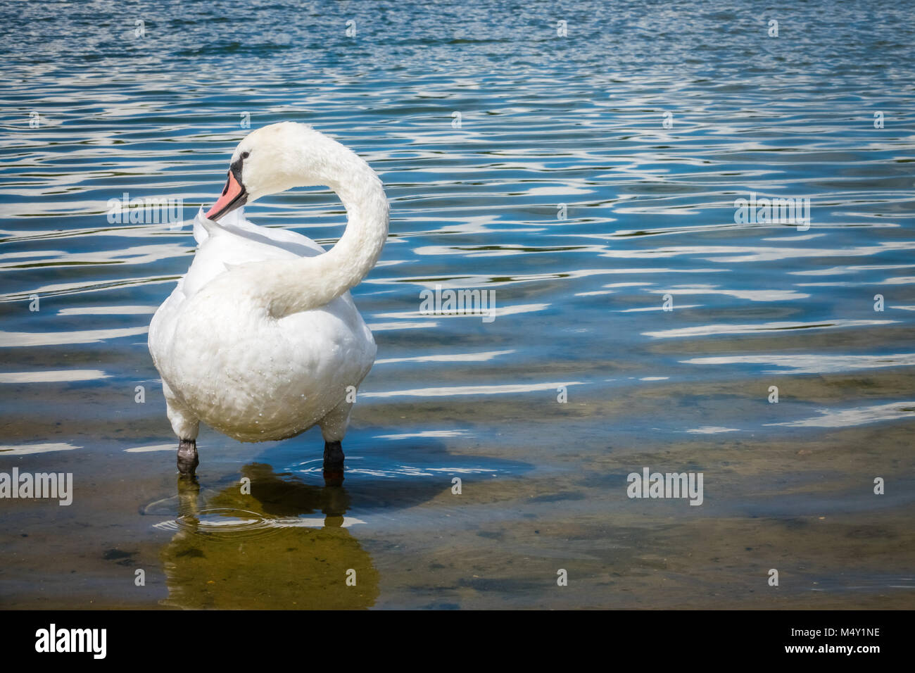 Bird pluck feathers hi-res stock photography and images - Alamy