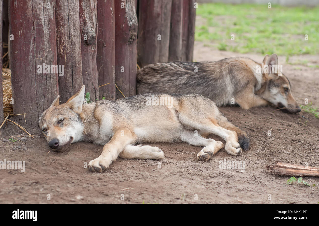 Young european grey wolf puppy feeling tired and sleeping Stock Photo ...