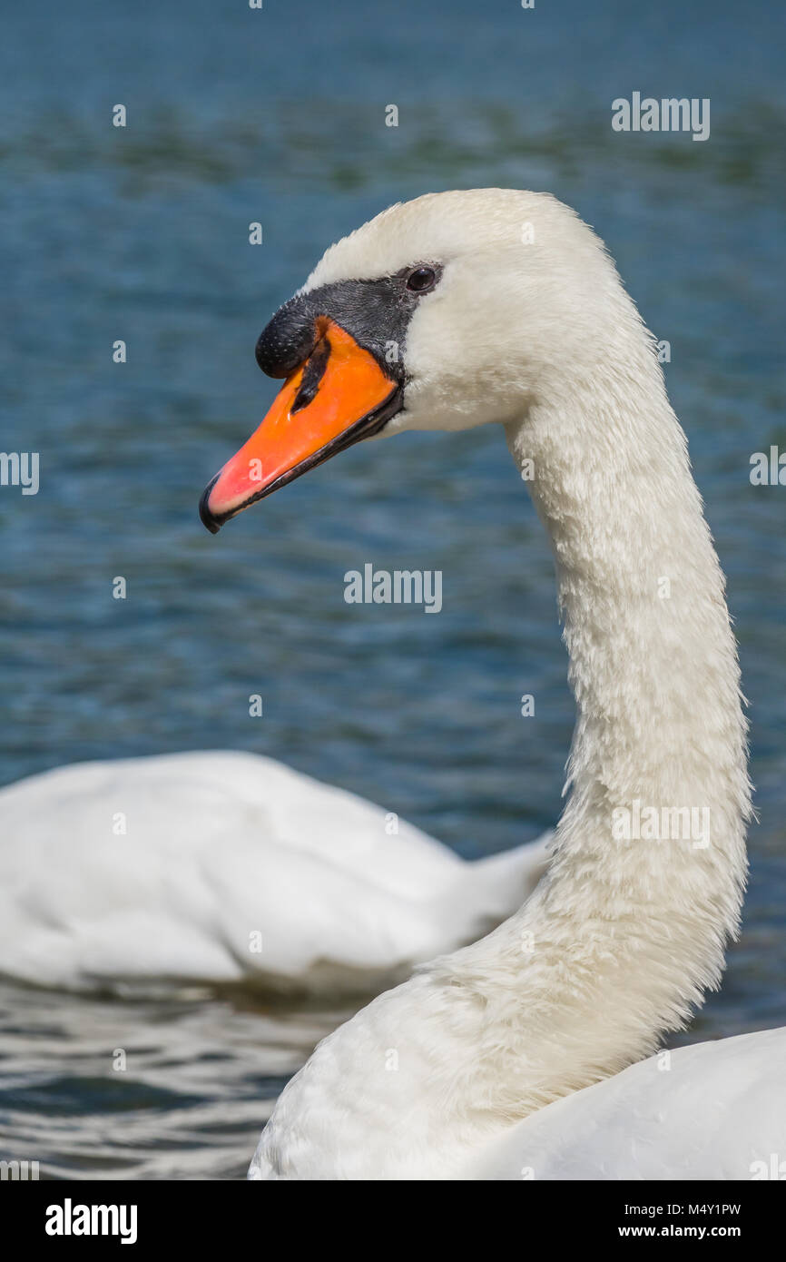 Beautiful large white swan Stock Photo - Alamy