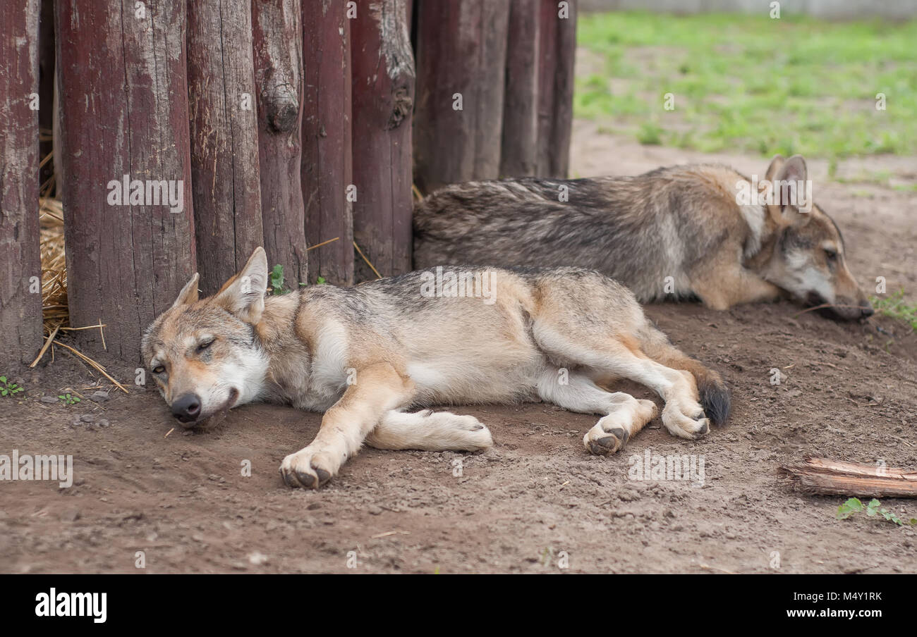 Wolf pup sleeping hi-res stock photography and images - Alamy