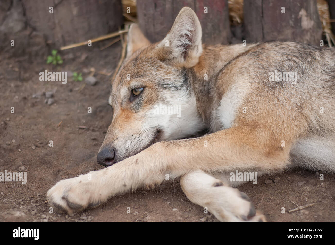 Sleeping wolf wild hi-res stock photography and images - Alamy