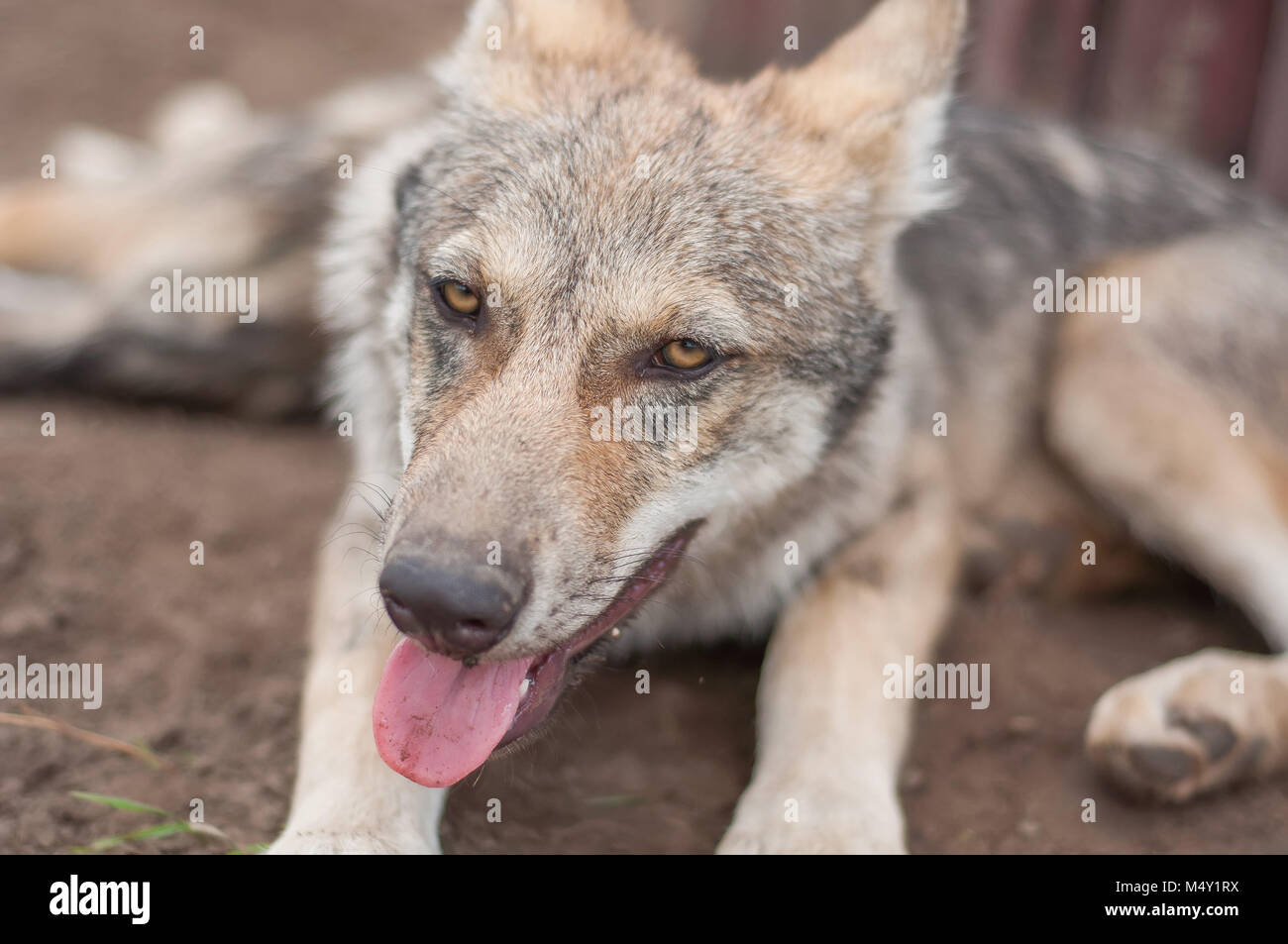 Gray wolf pup zoo hi-res stock photography and images - Alamy