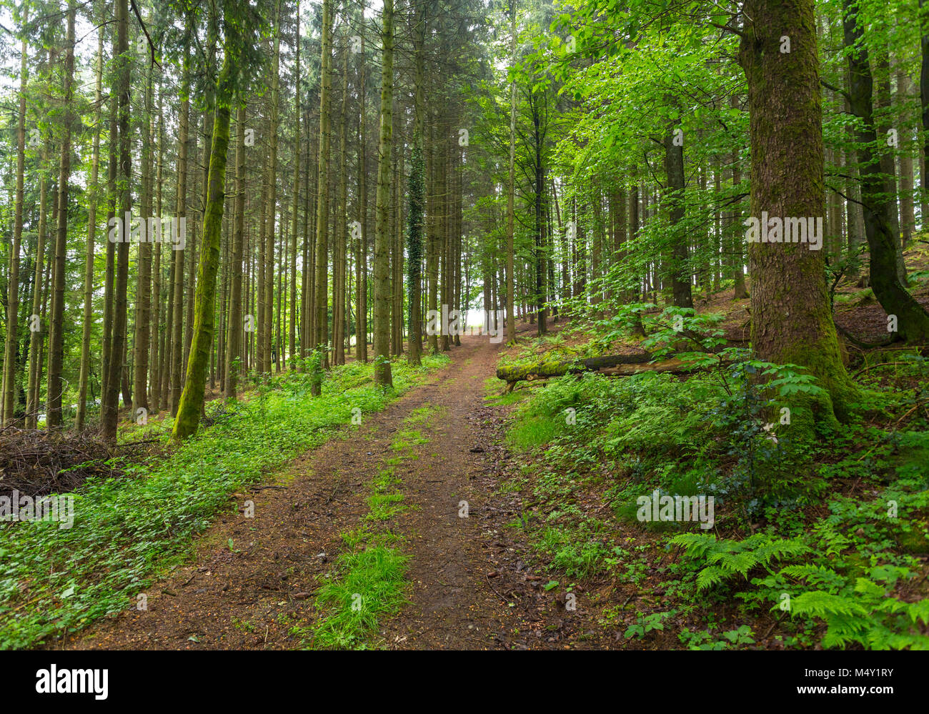 Canopy pathway hi-res stock photography and images - Alamy