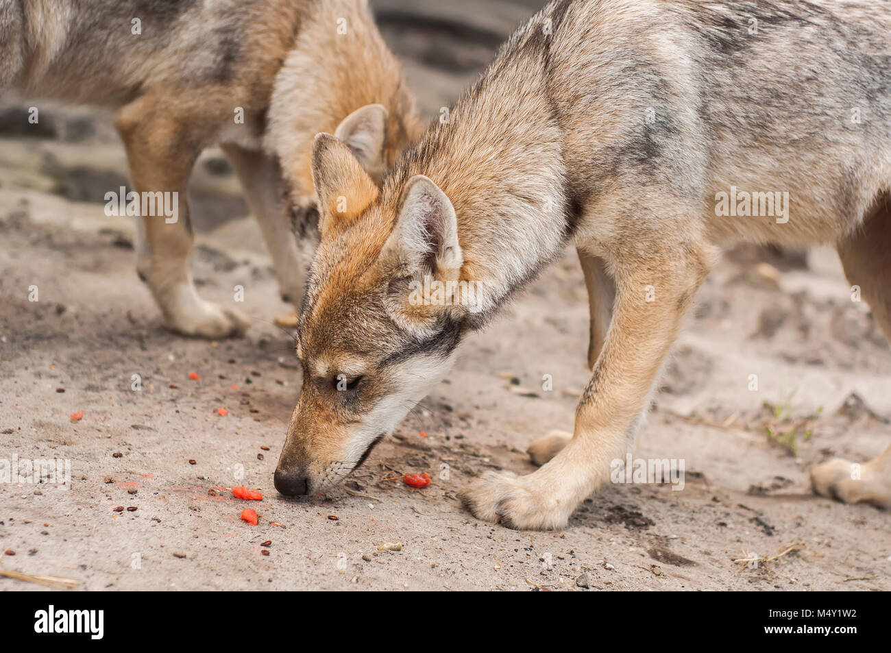 Grey gray wolf young europe hi-res stock photography and images - Alamy