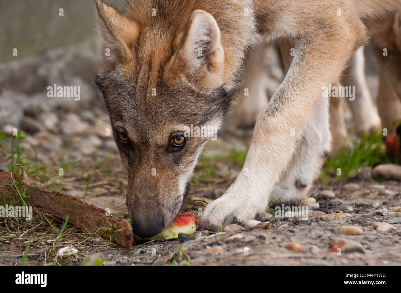 Young european grey wolf puppy feeding and eating watermelon Stock ...