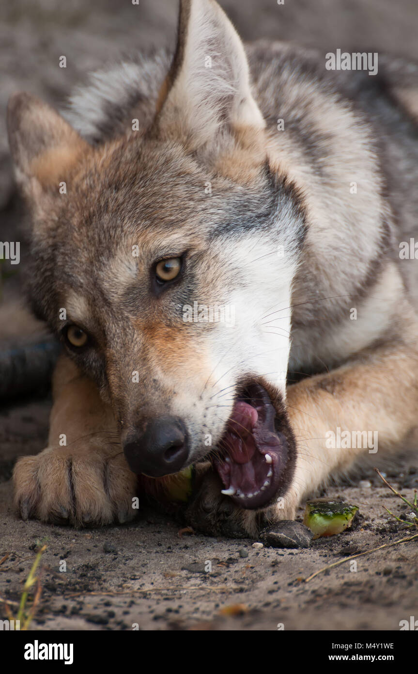 Young european grey wolf puppy feeding and eating watermelon Stock ...