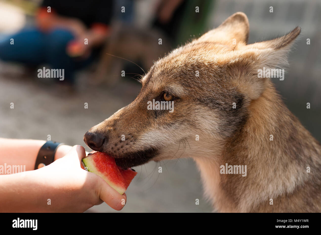Gray wolf feeding hi-res stock photography and images - Alamy