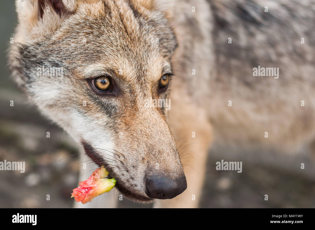 Wild watermelon hi-res stock photography and images - Alamy