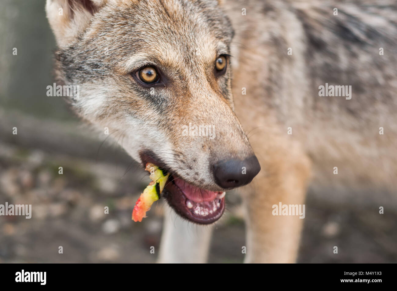 Young european grey wolf puppy feeding and eating watermelon Stock ...