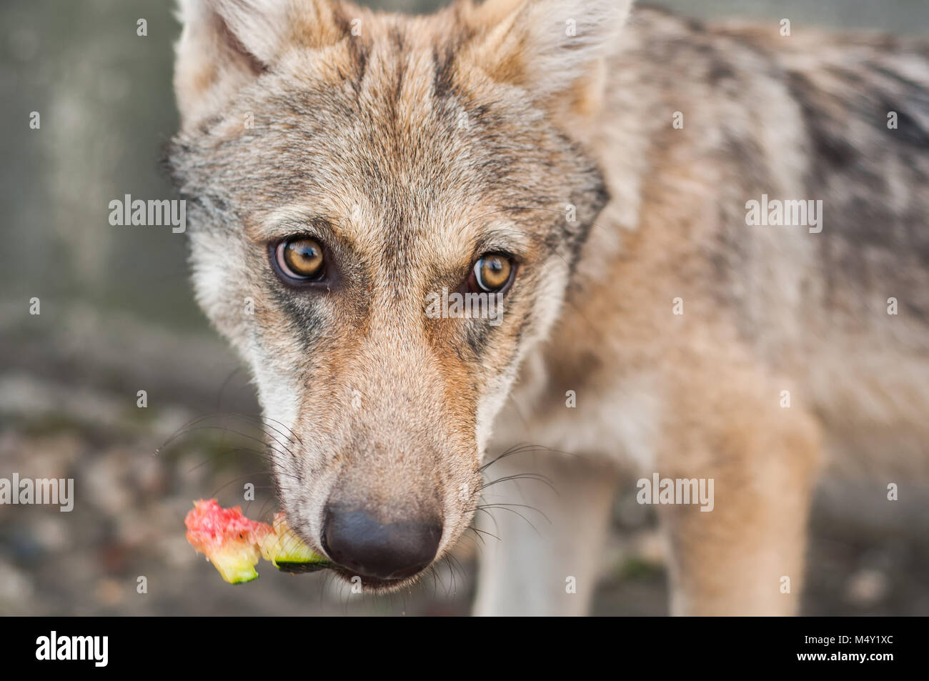 Young european grey wolf puppy feeding and eating watermelon Stock ...