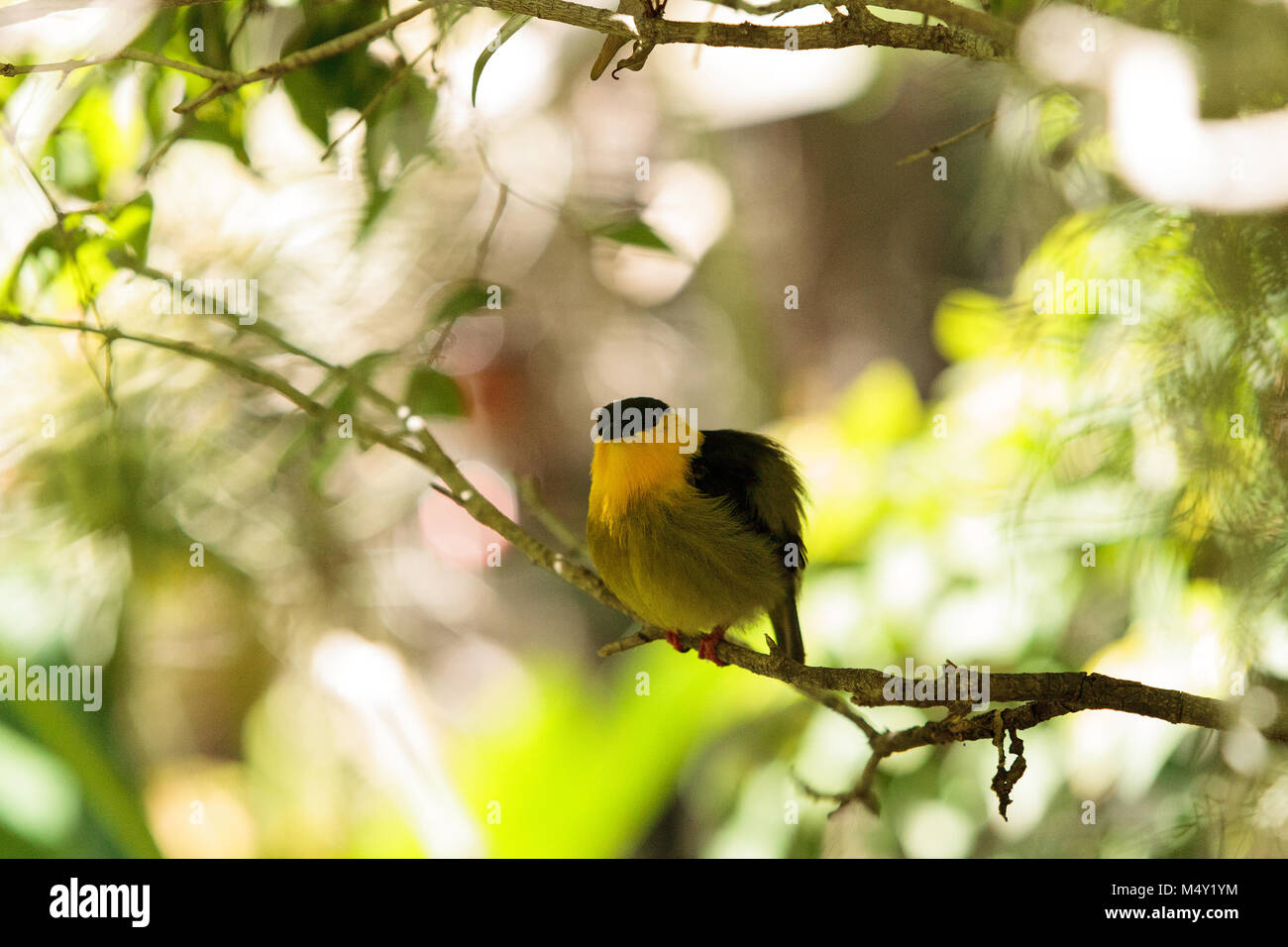Golden collared manakin known as Manacus vitellinus Stock Photo - Alamy