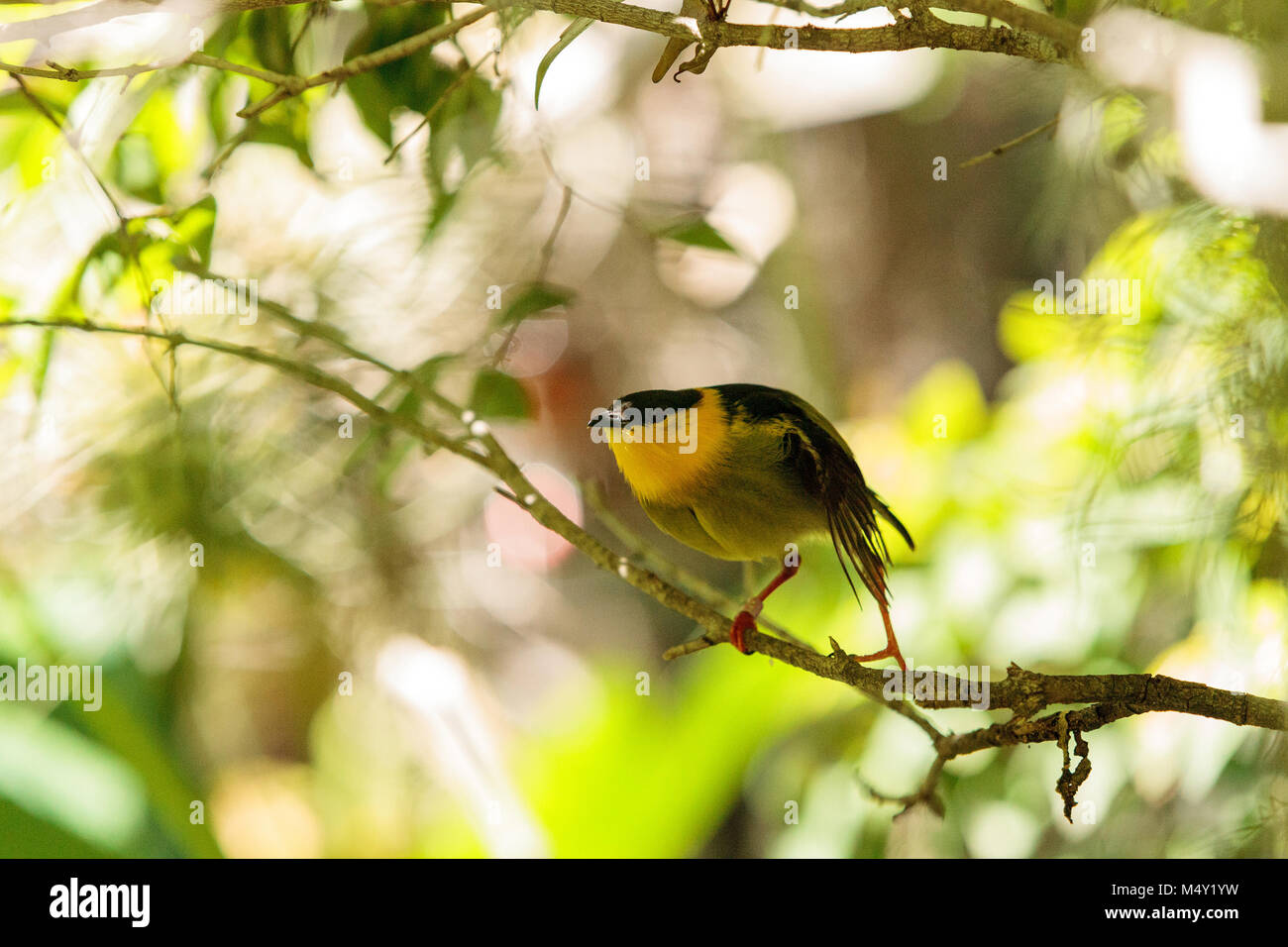 Golden collared manakin known as Manacus vitellinus Stock Photo - Alamy