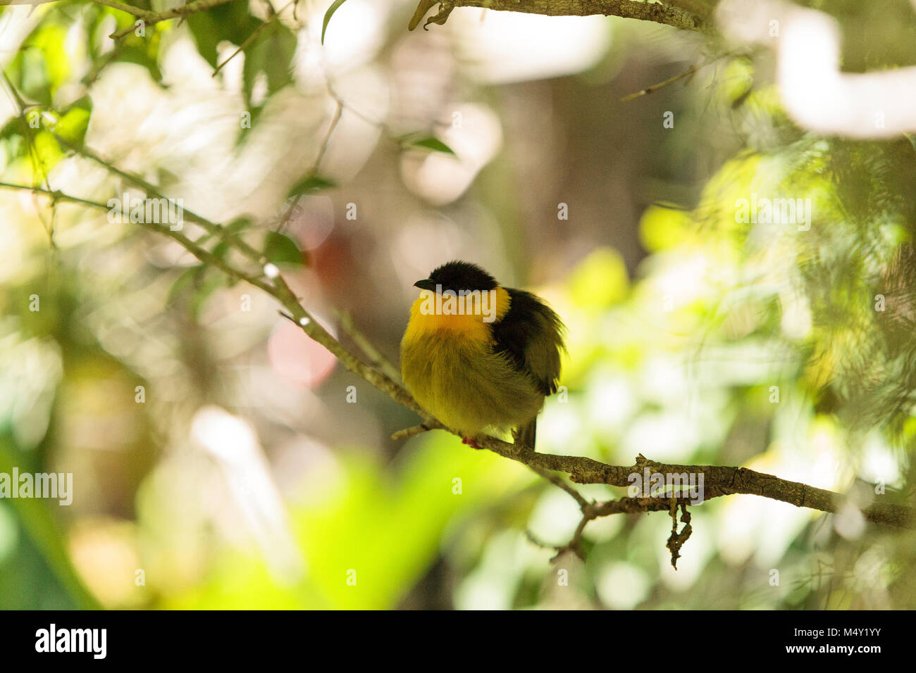 Golden collared manakin known as Manacus vitellinus Stock Photo - Alamy