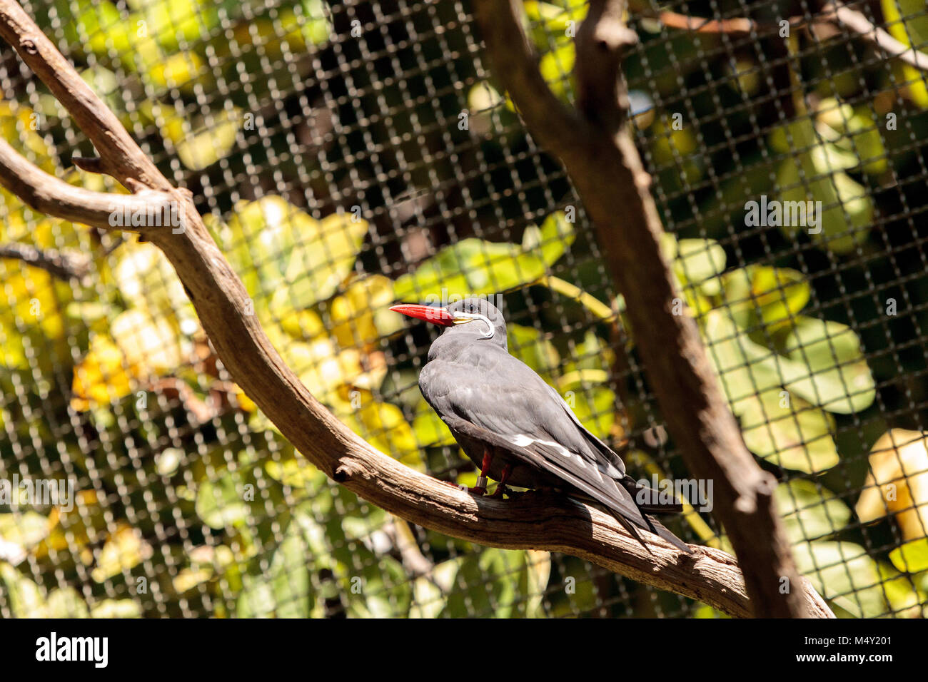 Inca tern bird called Larosterna inca Stock Photo - Alamy