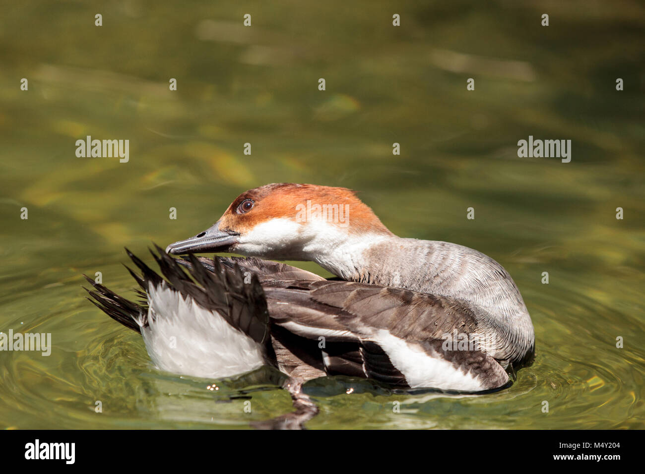Female red headed duck hi-res stock photography and images - Alamy