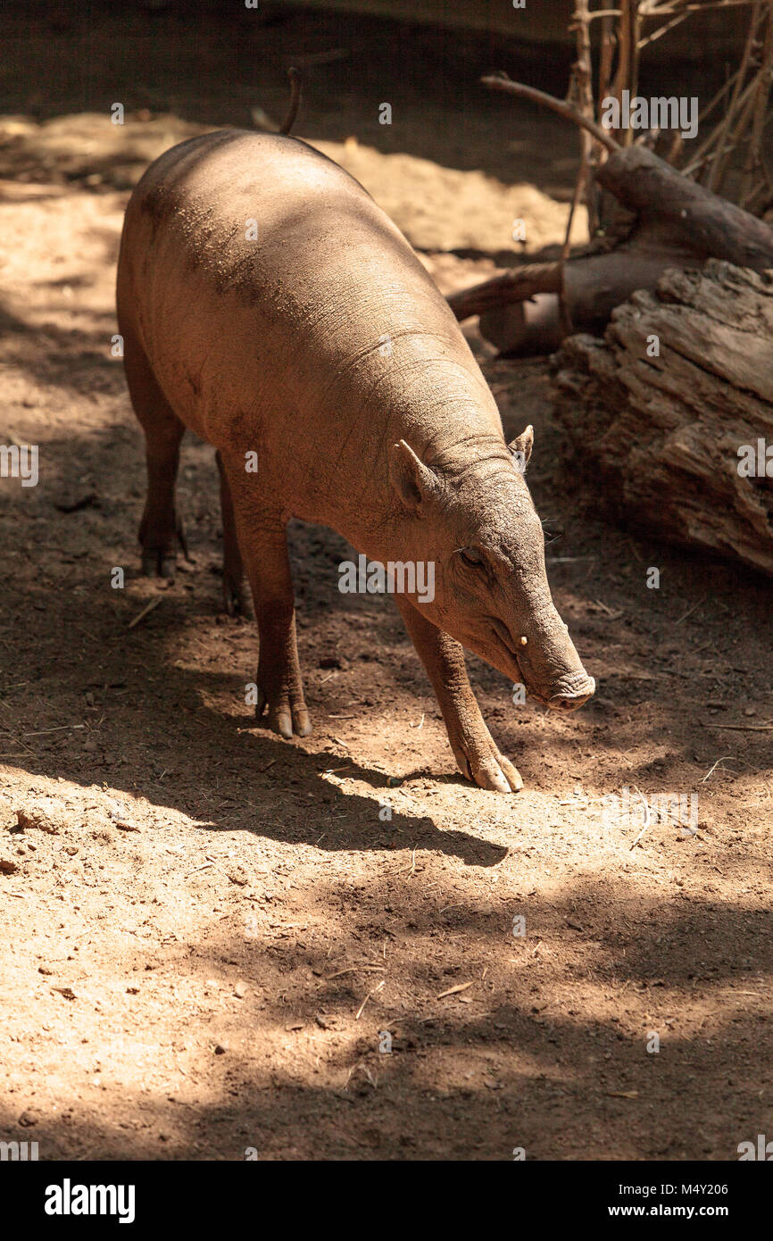 North Sulawesi Babirusa also called Babyrousa celebensis Stock Photo ...