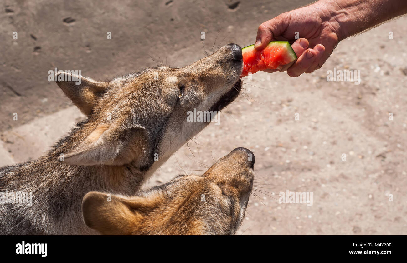 Young european grey wolf puppy feeding and eating watermelon Stock ...