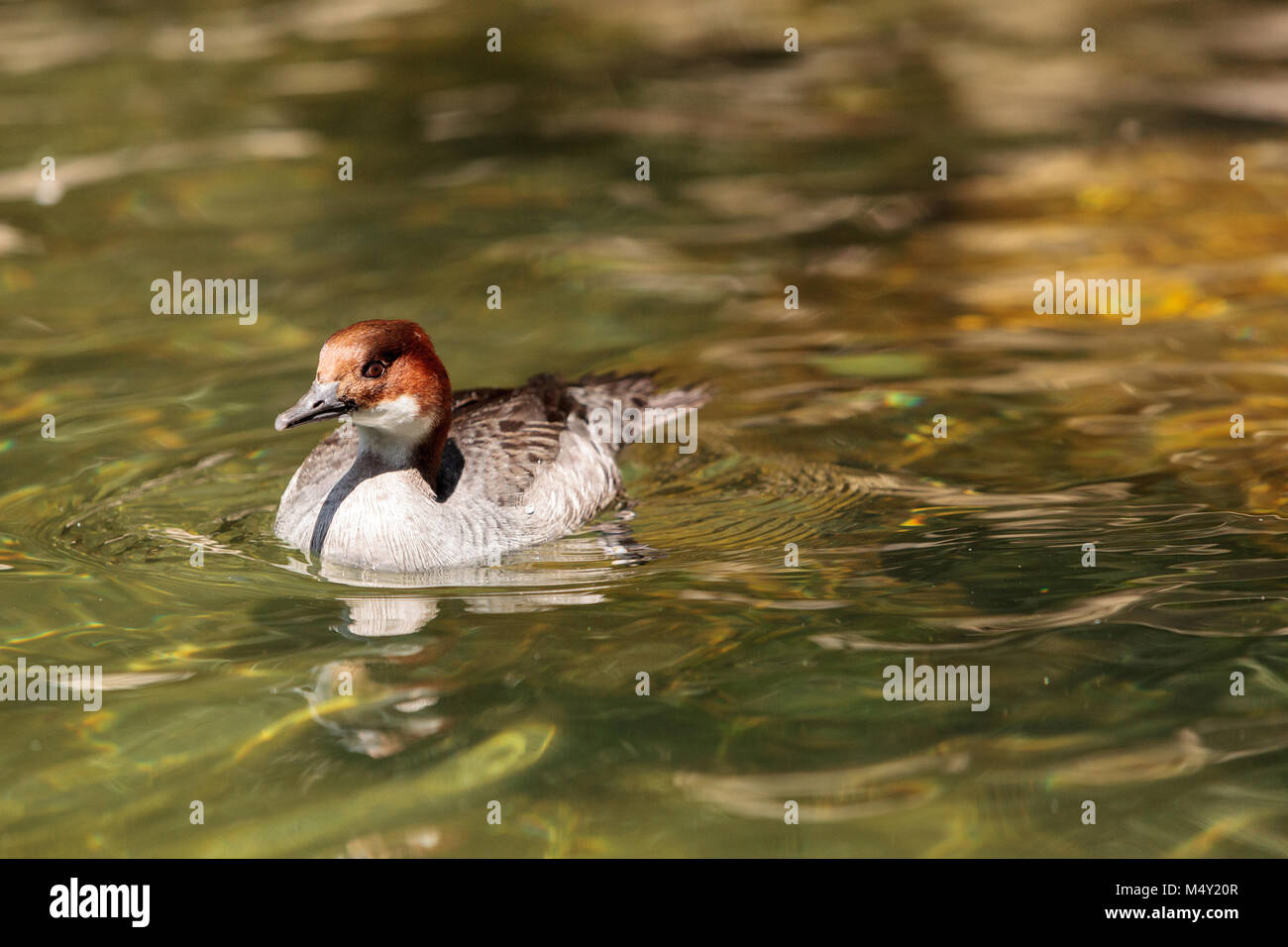 Female red headed Smew duck called Mergellus albellus Stock Photo - Alamy