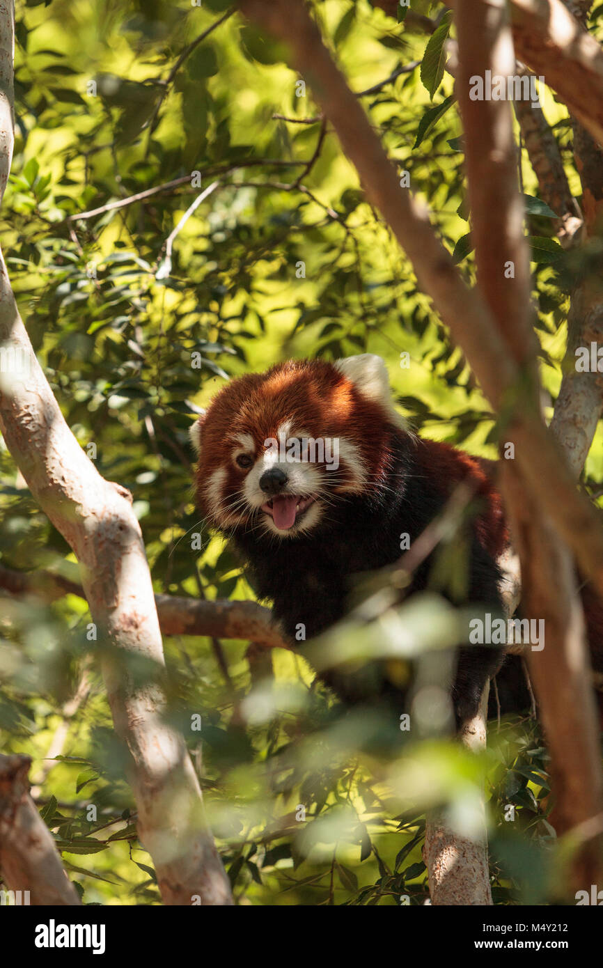 Red panda Ailurus fulgens Stock Photo - Alamy