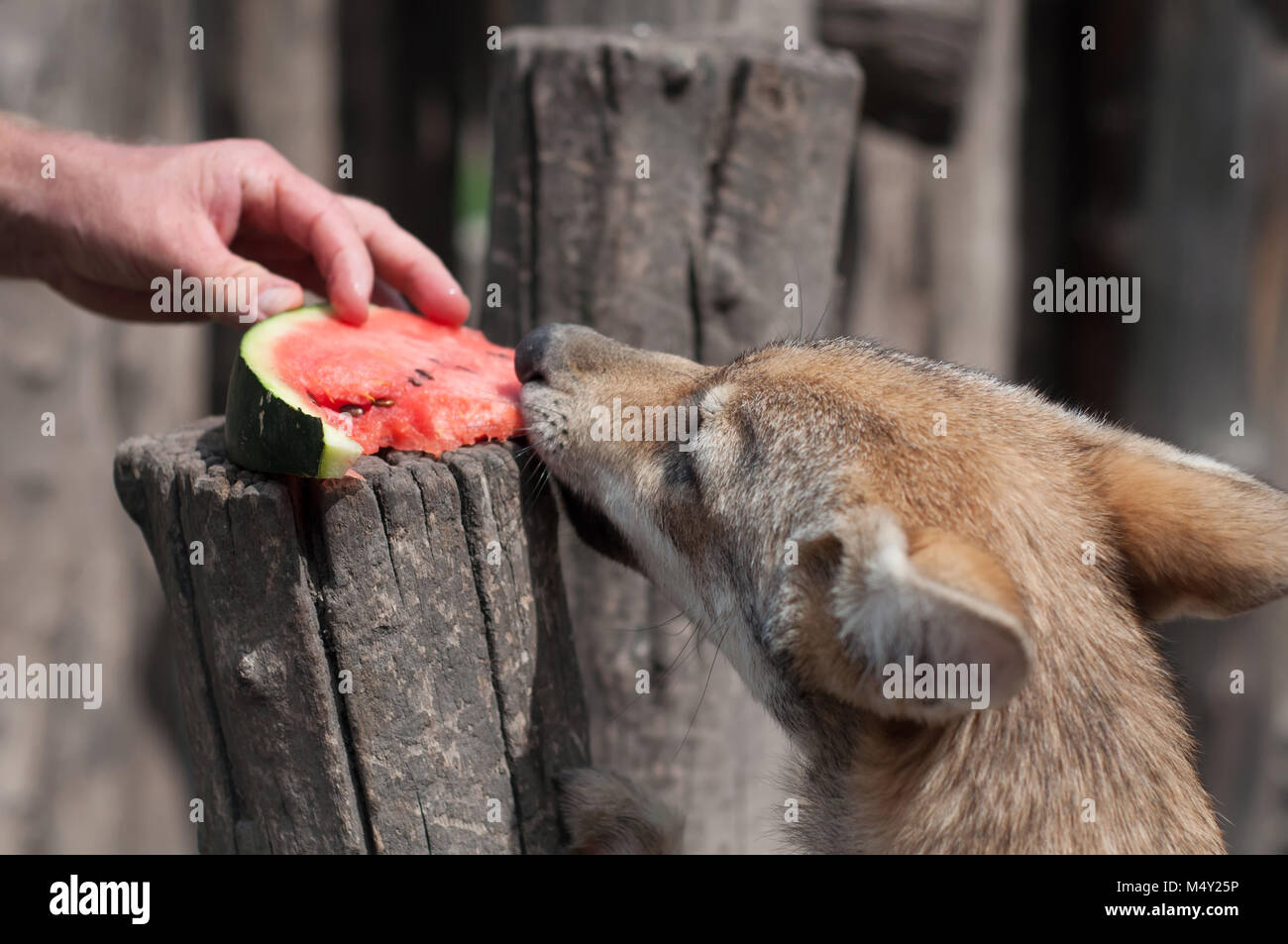 Young european grey wolf puppy feeding and eating watermelon Stock ...