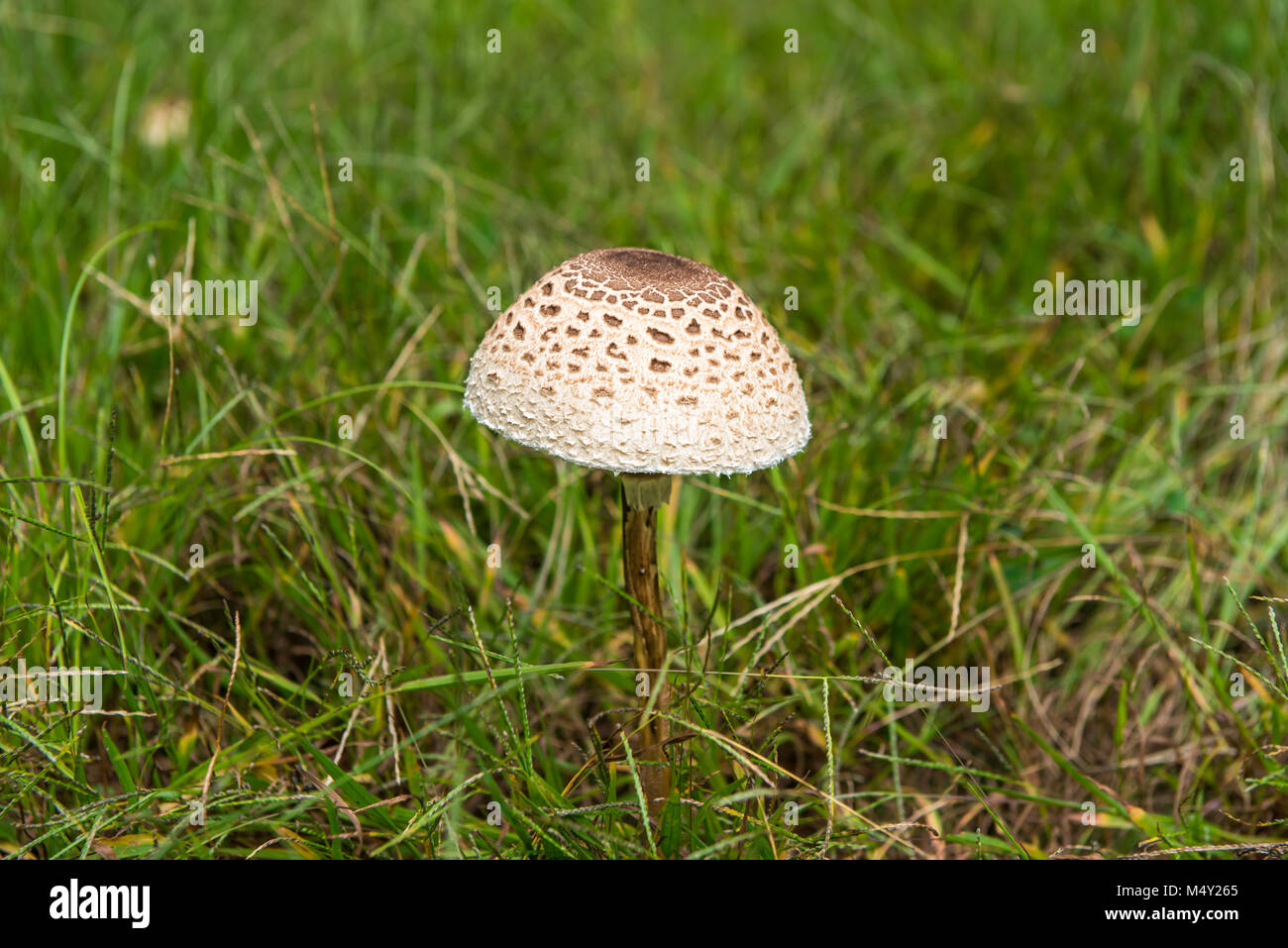 Mushroom Growing in Field Stock Photo - Alamy