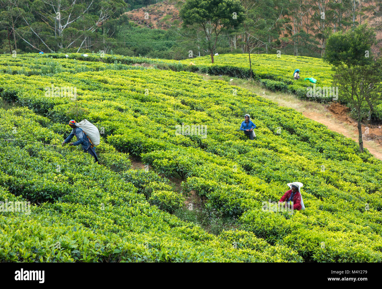 Tea plantation sri lanka hi-res stock photography and images - Alamy