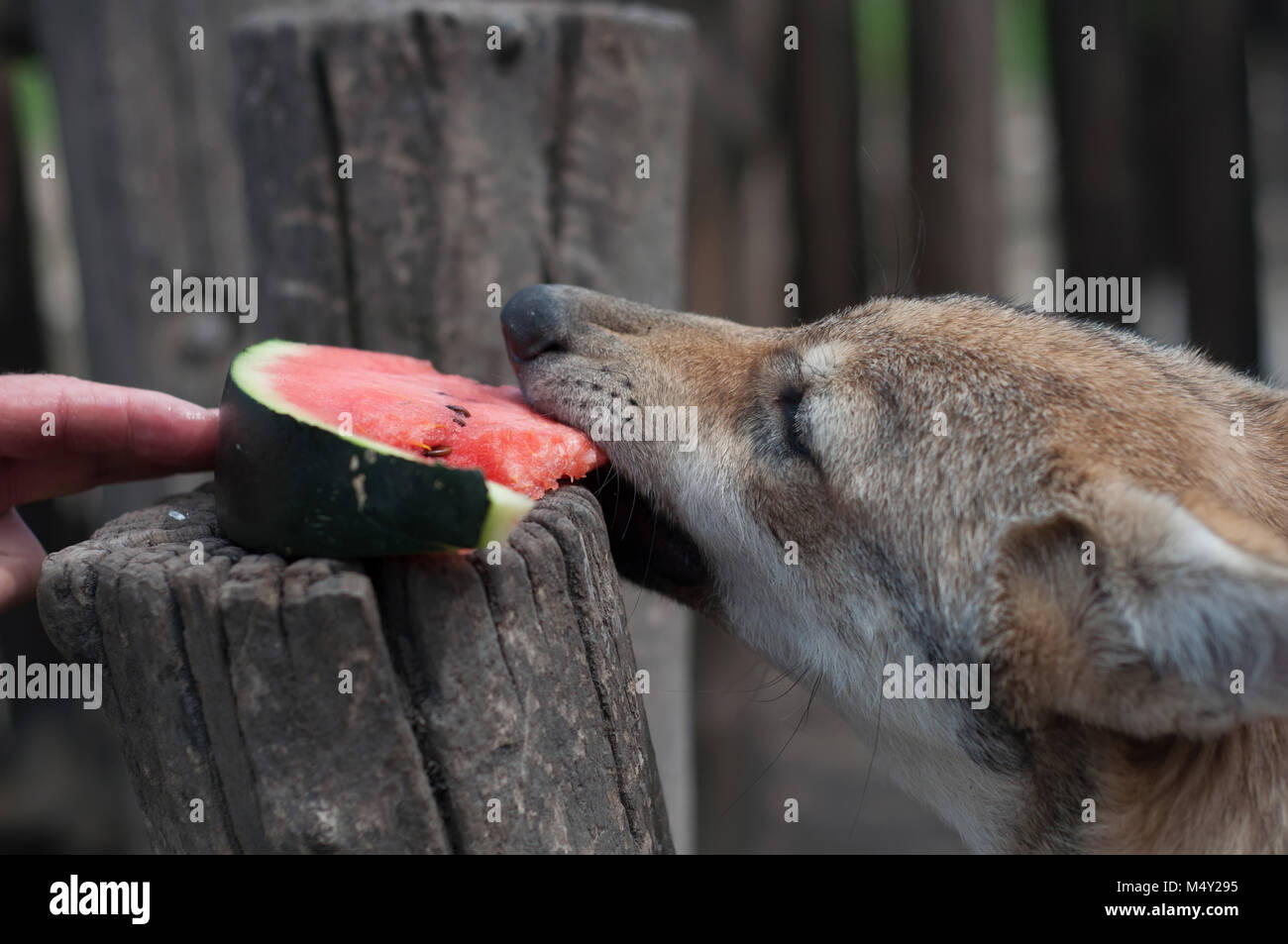 Young european grey wolf puppy feeding and eating watermelon Stock ...