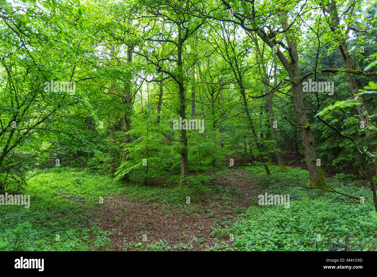Rainy pathway hi-res stock photography and images - Alamy