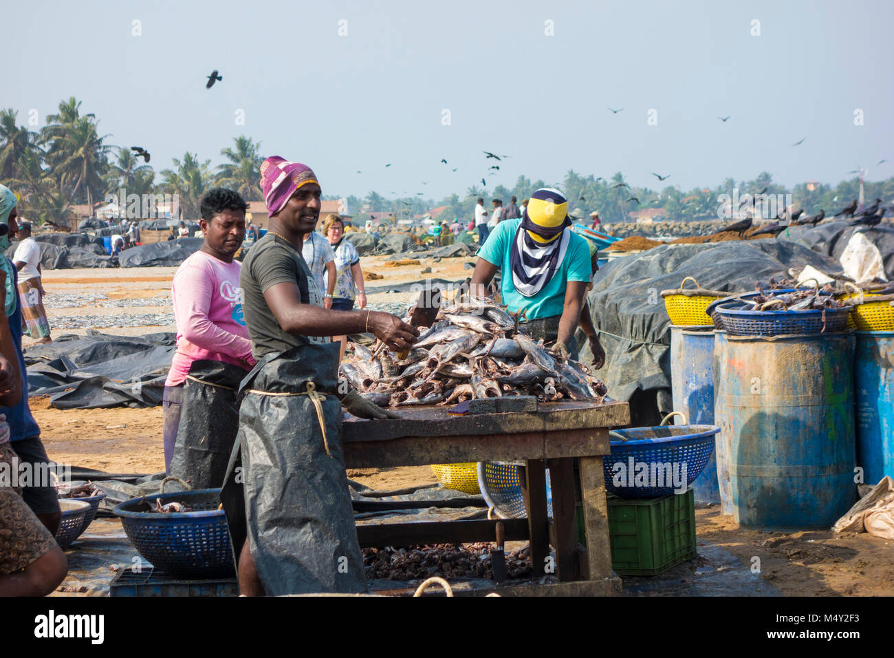 Negombo fish market, Sri Lanka Stock Photo - Alamy