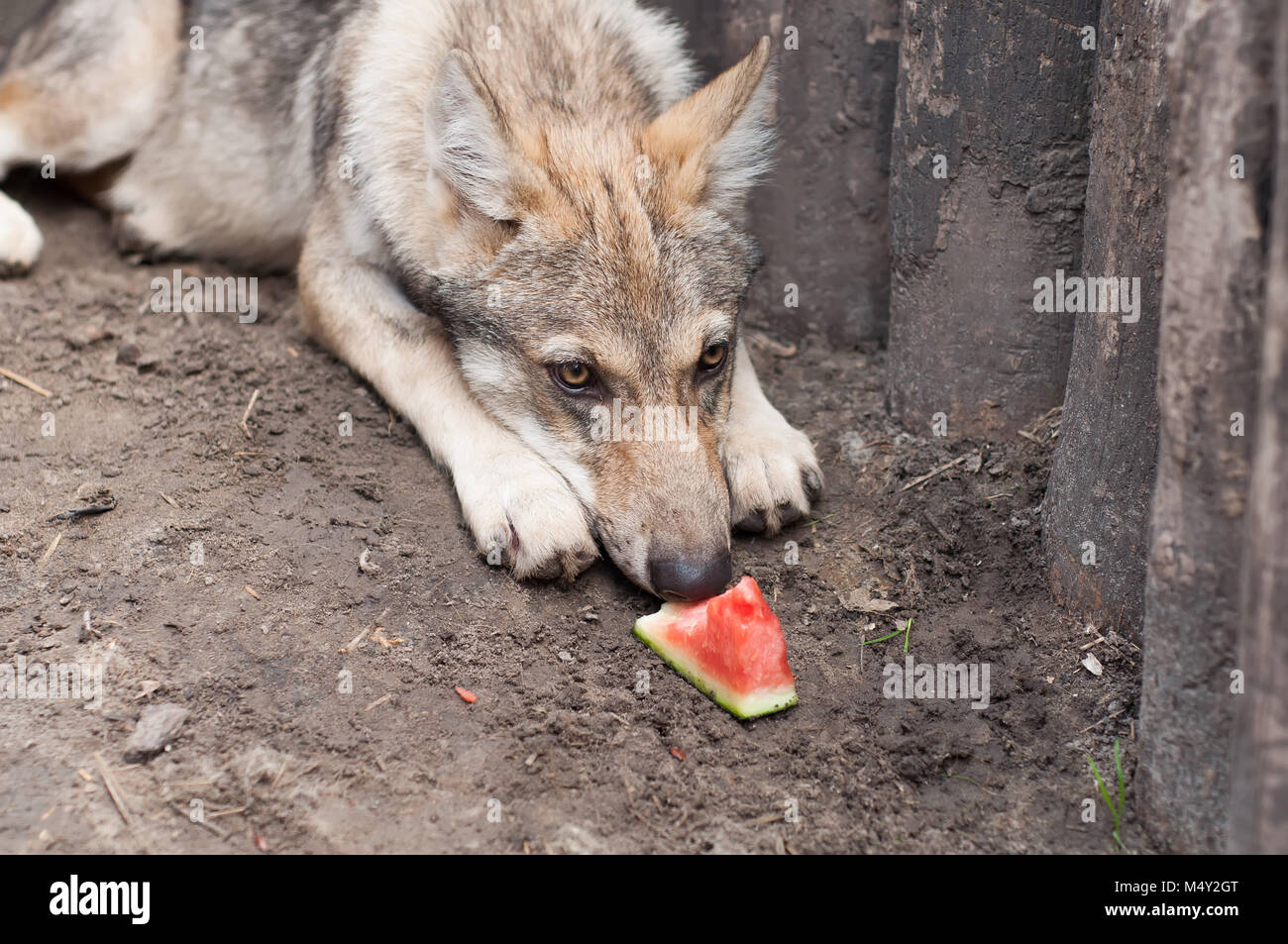 Young european grey wolf puppy feeding and eating watermelon Stock ...