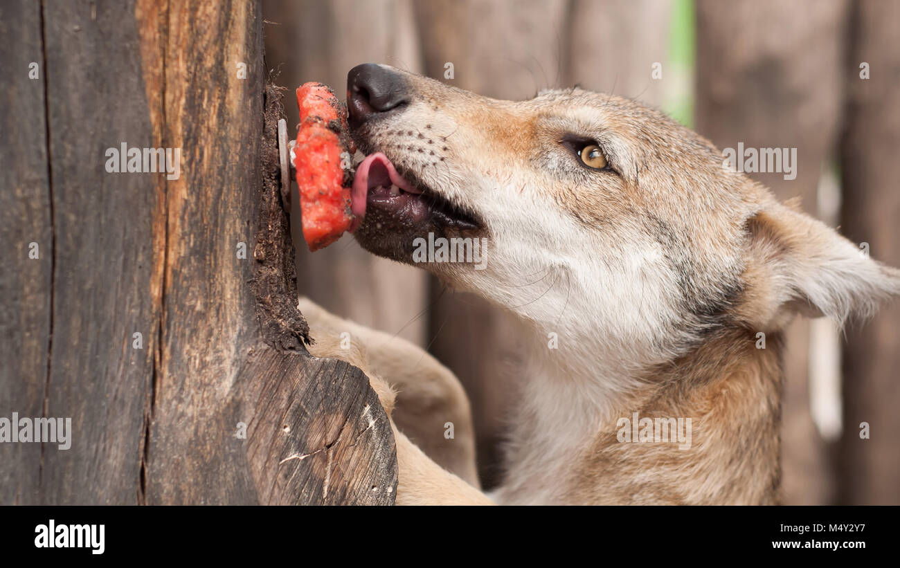 Young european grey wolf puppy feeding and eating watermelon Stock ...