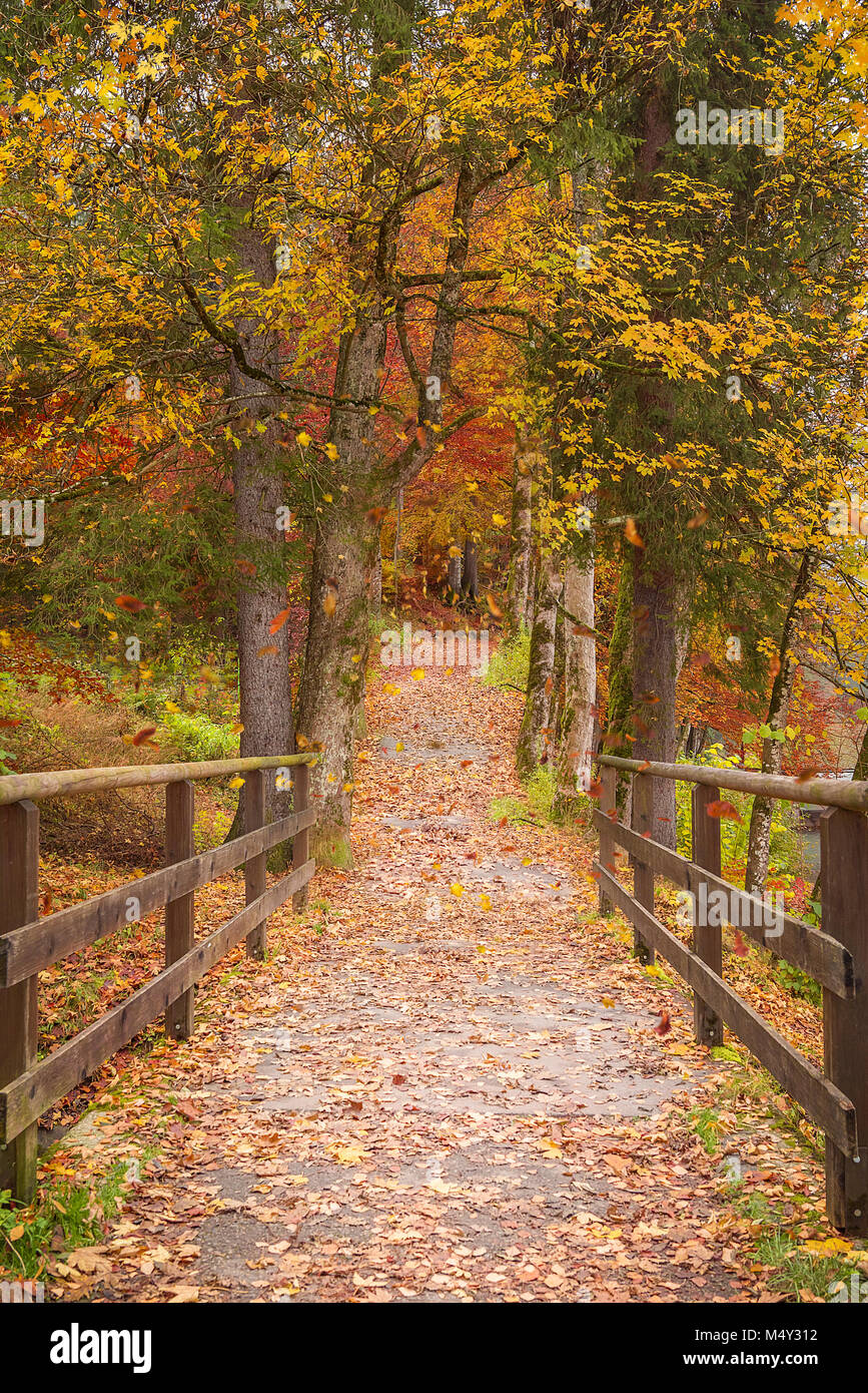 Long path through the colorful forest Stock Photo - Alamy