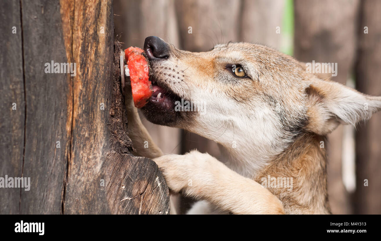 Young european grey wolf puppy feeding and eating watermelon Stock ...