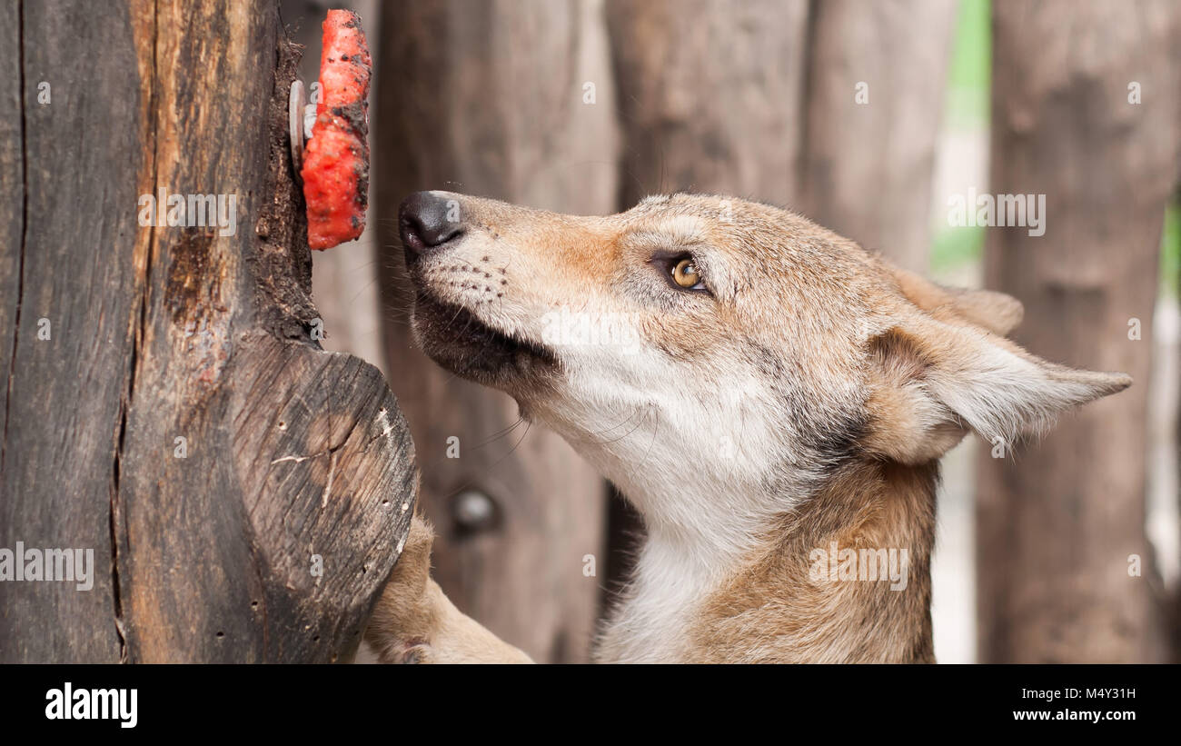 Young european grey wolf puppy feeding and eating watermelon Stock ...