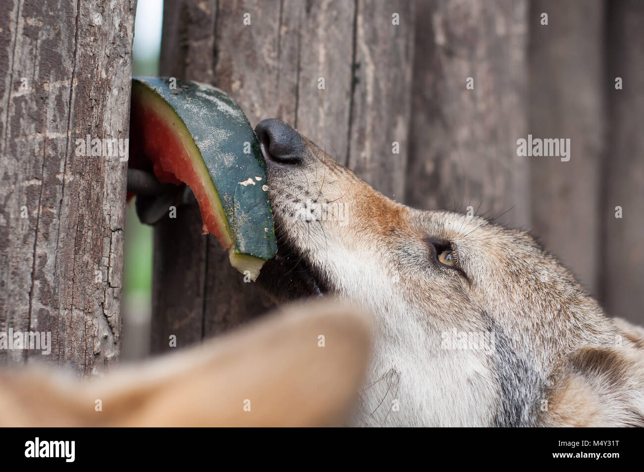 Gray wolf feeding hi-res stock photography and images - Alamy