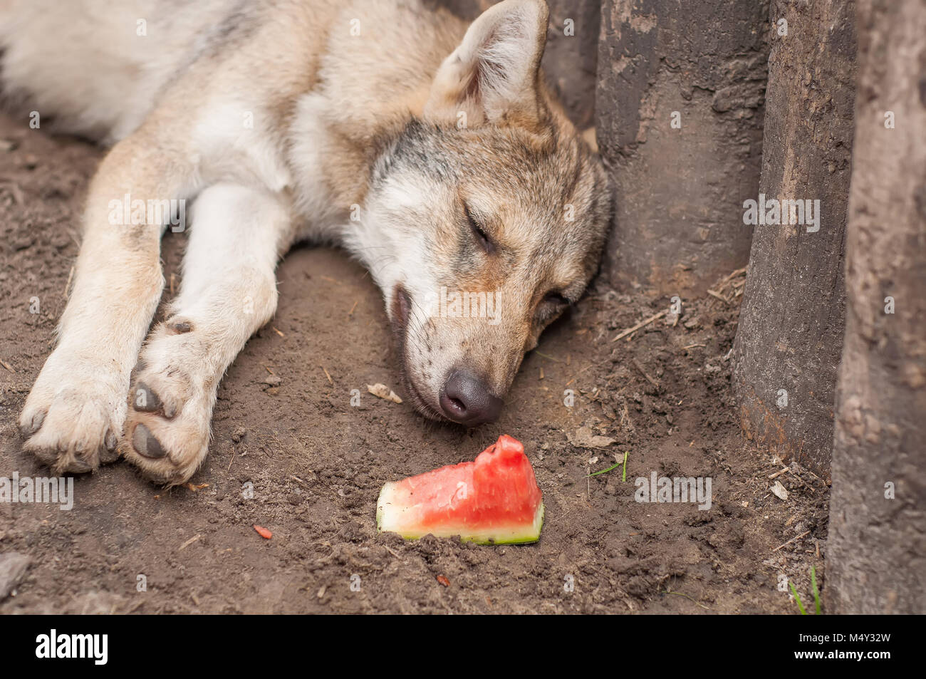 Young european grey wolf puppy feeding and eating watermelon Stock ...