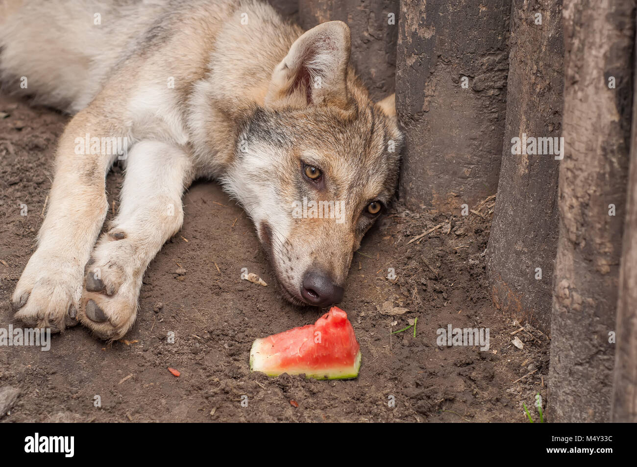 Young european grey wolf puppy feeding and eating watermelon Stock ...