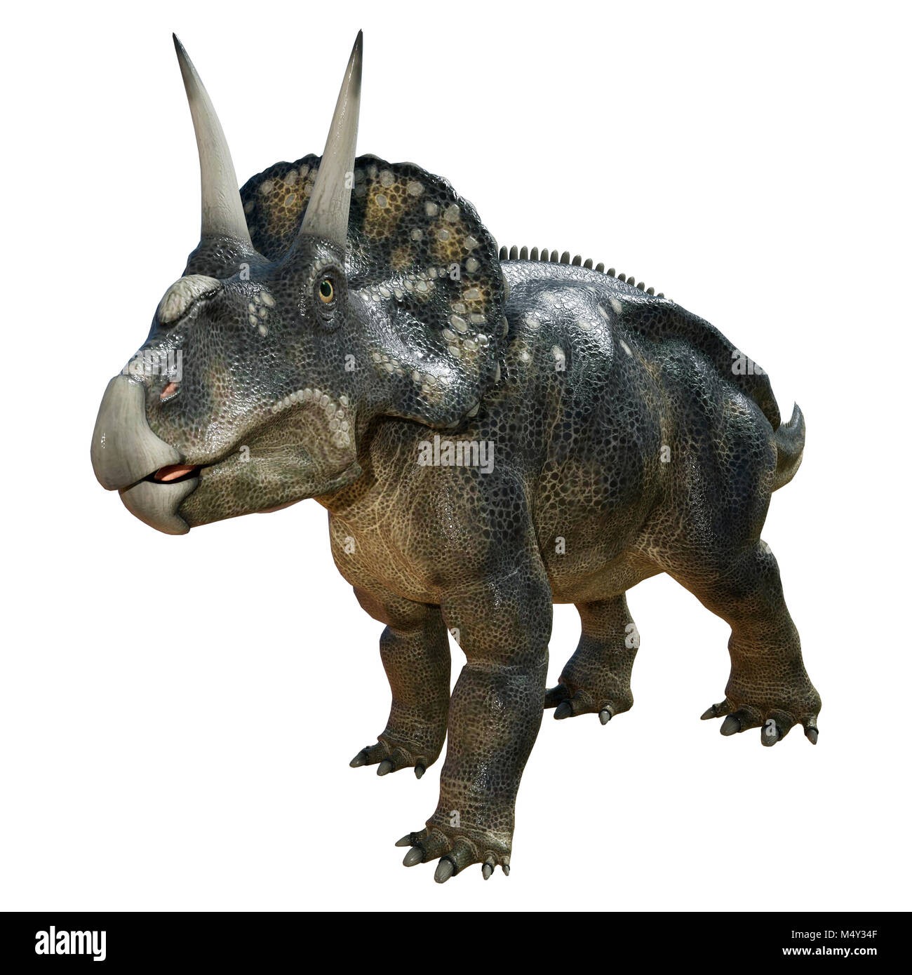 3D rendering of a dinosaur Diceratops isolated on white background ...