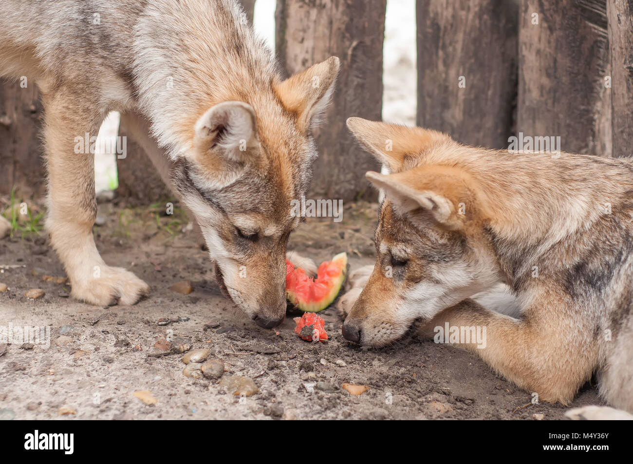 Young european grey wolf puppy feeding and eating watermelon Stock ...