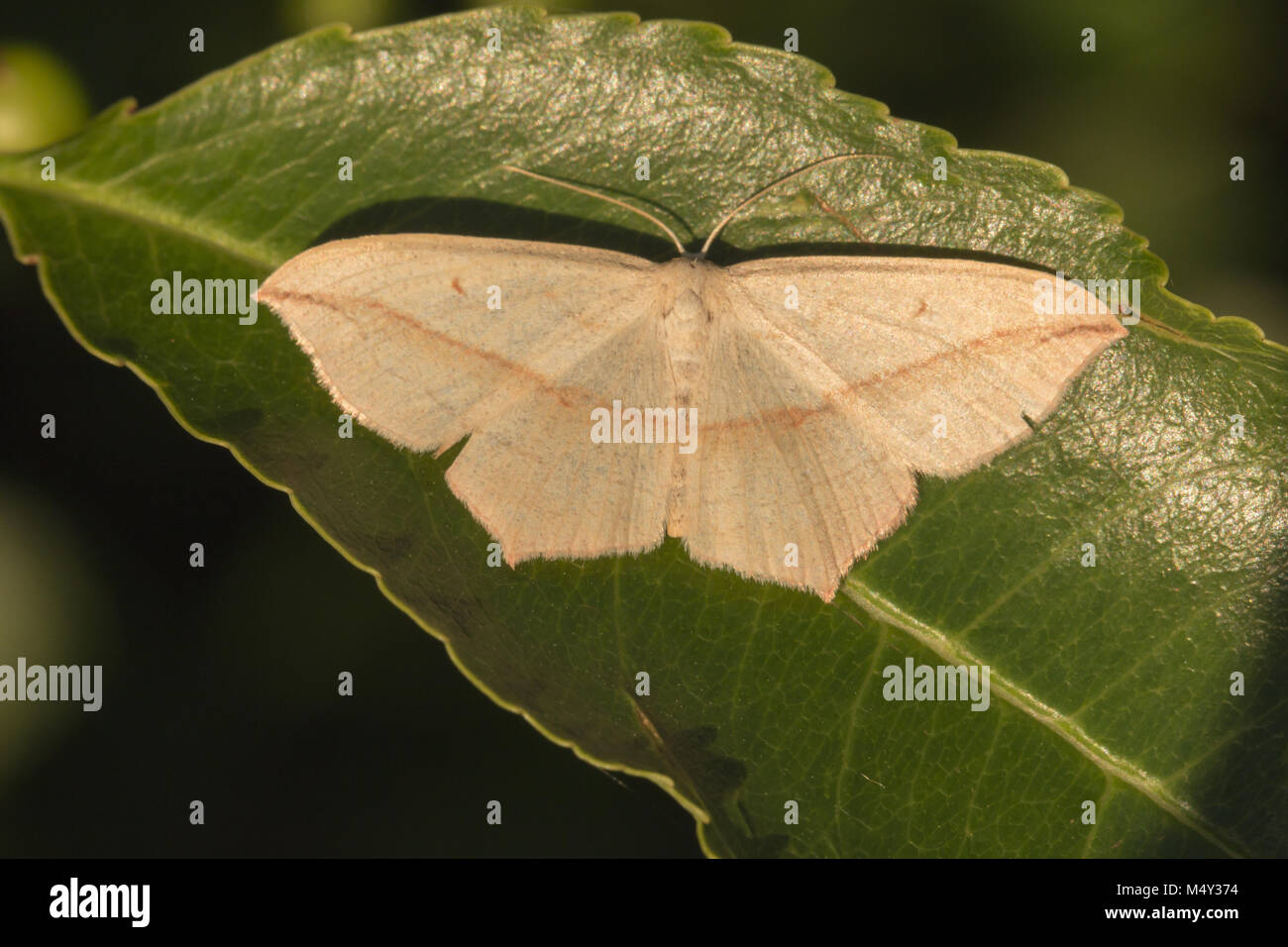 Blood vein moth (Timandra comae Stock Photo - Alamy