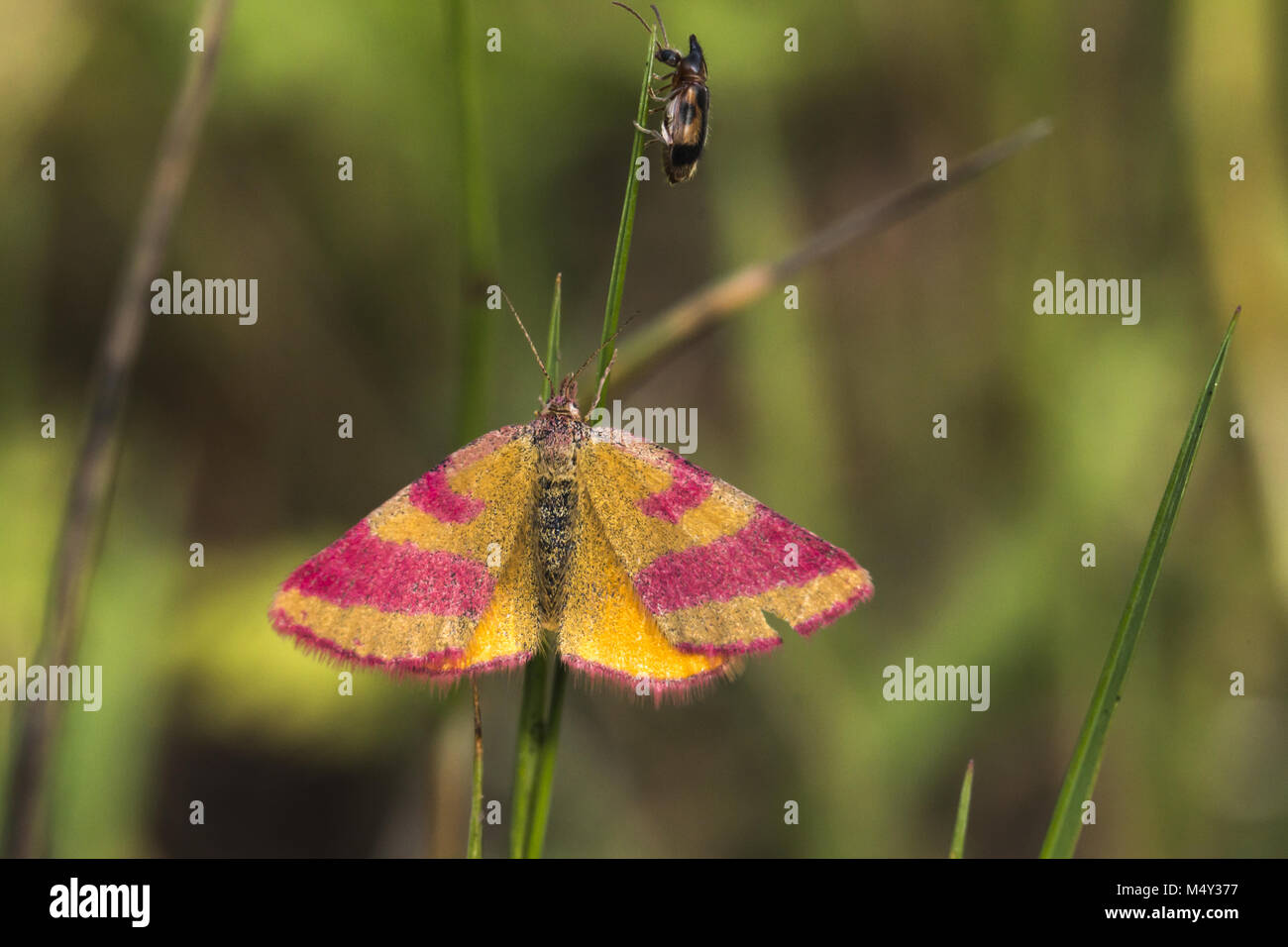 Barred yellow moth hi-res stock photography and images - Alamy