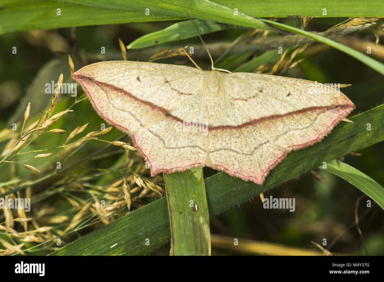 Blood vein moth (Timandra comae Stock Photo - Alamy